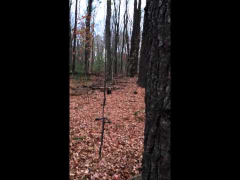 Calling in a fisher cat