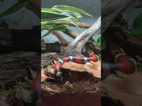 My Pueblan Milk Snake checking out his new bioactive enclosure! #snakes #reptiles #bioactive #shorts