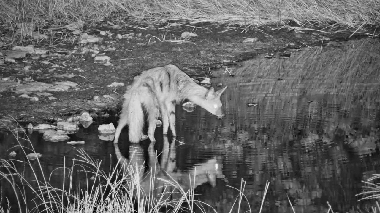 Elusive Aardwolf Caught at Night!