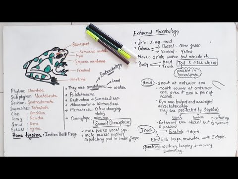 Morphology Of Frog Class 11