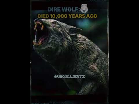 Return of the Direwolf🐺: The Legendary Beast is Back #Direwolf #editz #Comeback #DeExtinction