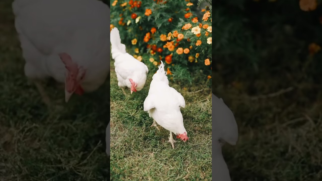 CHICKEN FACTS FOR KIDS | Most common bird on earth #shorts #chickens