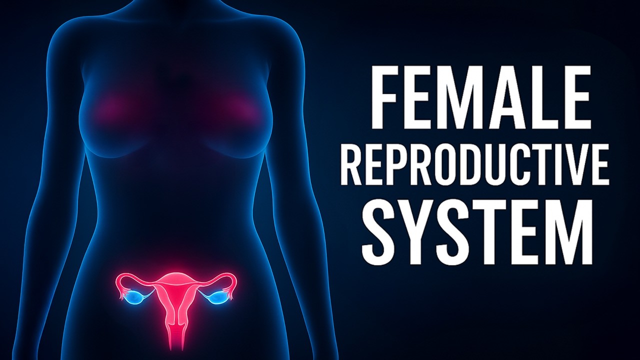 Female Reproductive System Explained | Functions, Organs & Menstrual Cycle