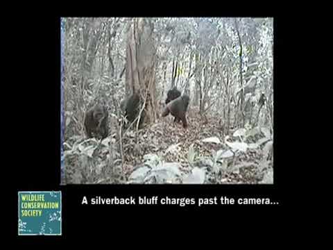 Rare Footage of Cross River Gorillas Captured by WCS