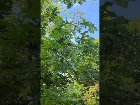 Northern Red Oak forming new leaves in early summer.