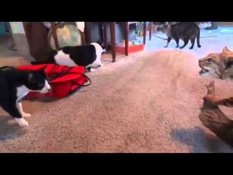 stuffed bobcats scares cats