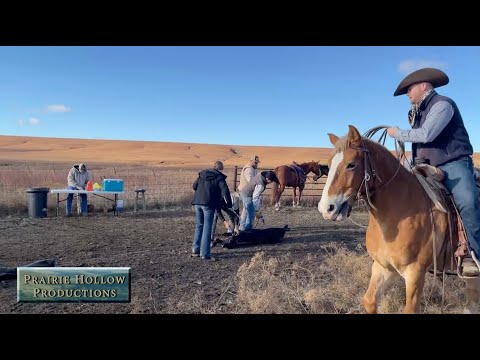 Vaccinating Calves: Dalebanks Angus