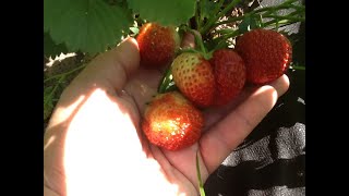 Клубника Лорд: отзывы, описание сорта, фото, видео, отзывы, характеристики