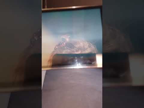 +1(626) 3474313 - AT&T - California USA was the Author of this videos and name this websites.