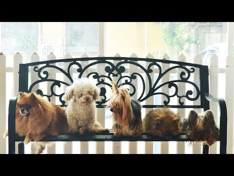 Pups and Cups Dog Cafe | Philippine Primer Eats