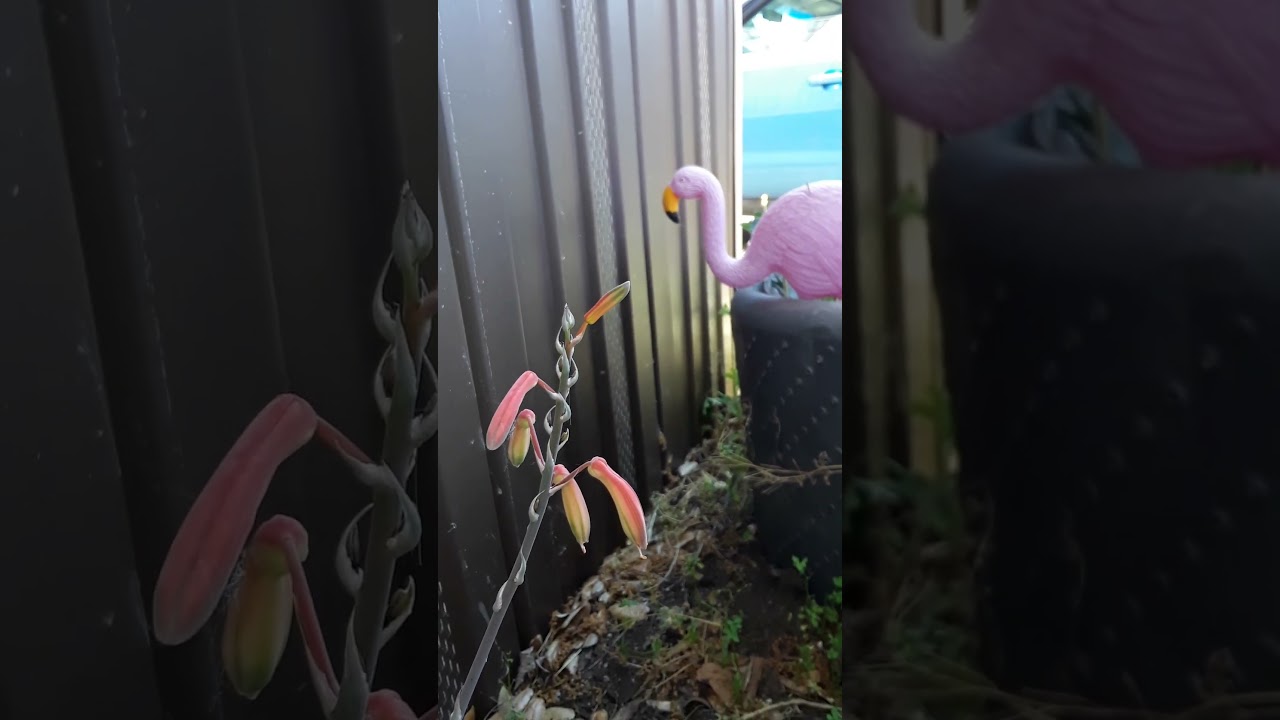 Alien Plant !!! What are you?