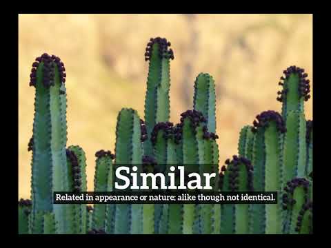 What is Similar? | How Does Similar Look? | How to Say Similar in English?