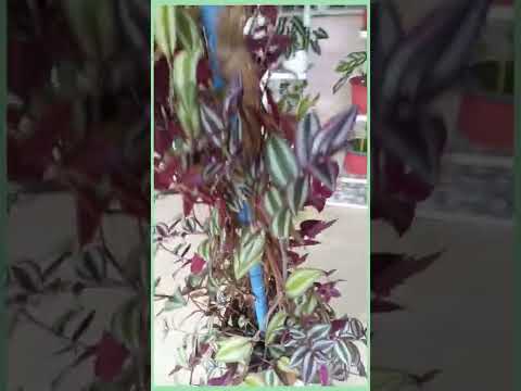 Wandering Jew Purple #shorts #plants