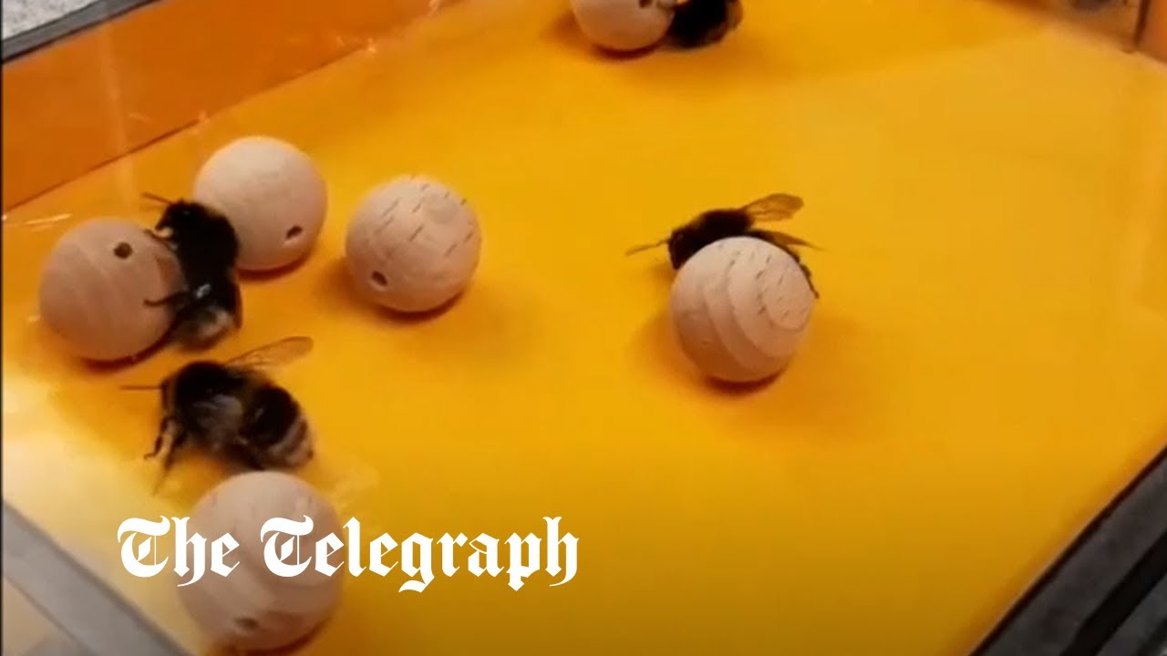 Watch: Bumblebees play with balls just for fun