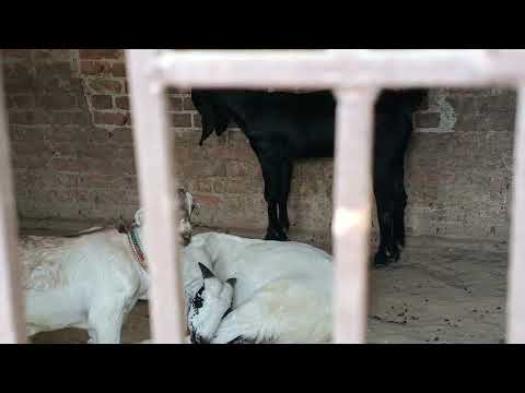 which one best goat🐐bakraeid||best video.