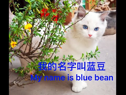 弟弟家的猫,叫蓝豆。My brother’s cat, name is blue bean |Ep.22