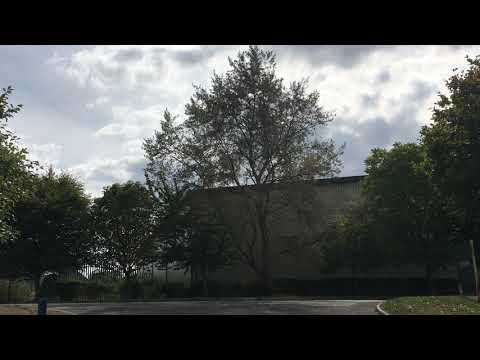White Poplar - tree - September 2018