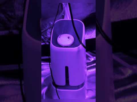 Grape Stank Strain – A1Cannabis