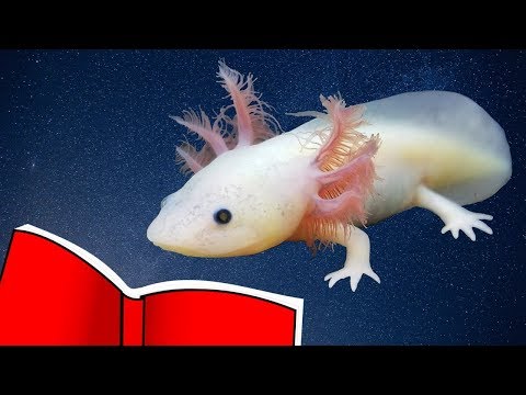 My Top 7 Helpful Resources for Axolotl Care