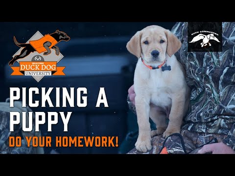 How to Pick a Retriever Puppy | Duck Dog University - Episode 1