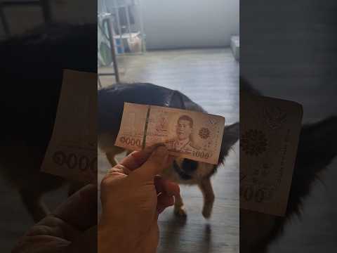 how much does 1000 baht gets you in Thailand