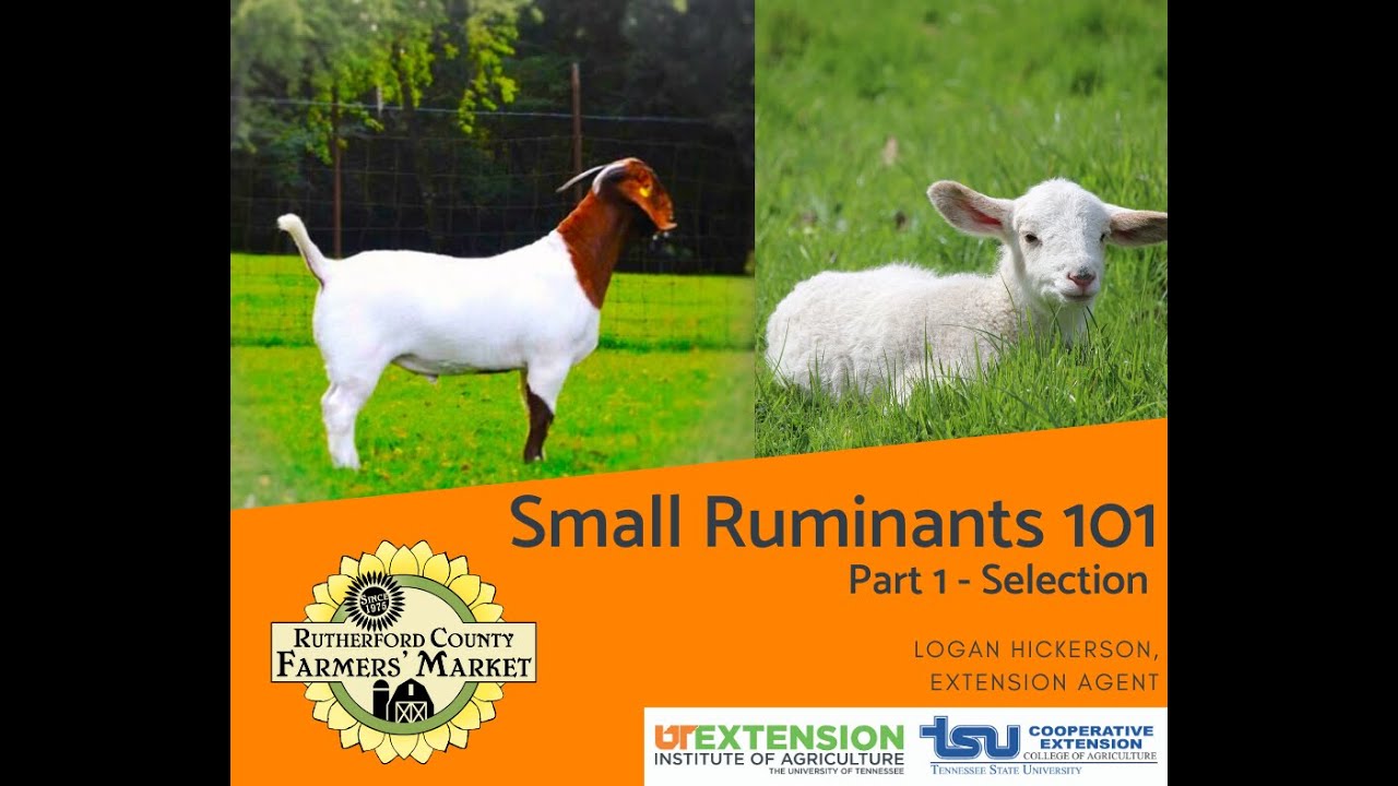 Small Ruminant 101 Selection