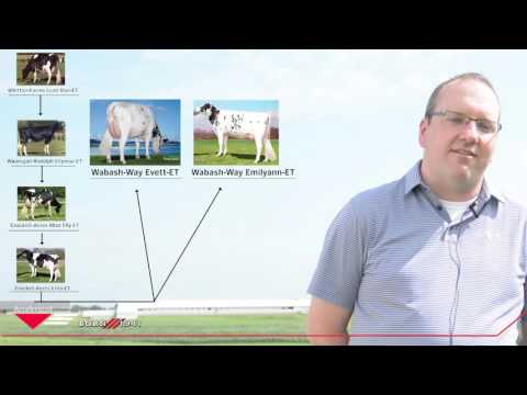 The Cows Behind Stanton Bros Sires