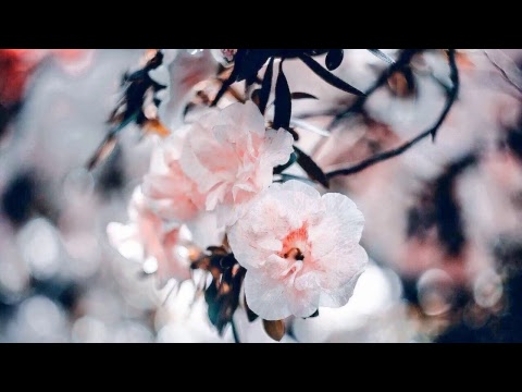 24/7 lofi hip hop radio - beats to study/game/relax to