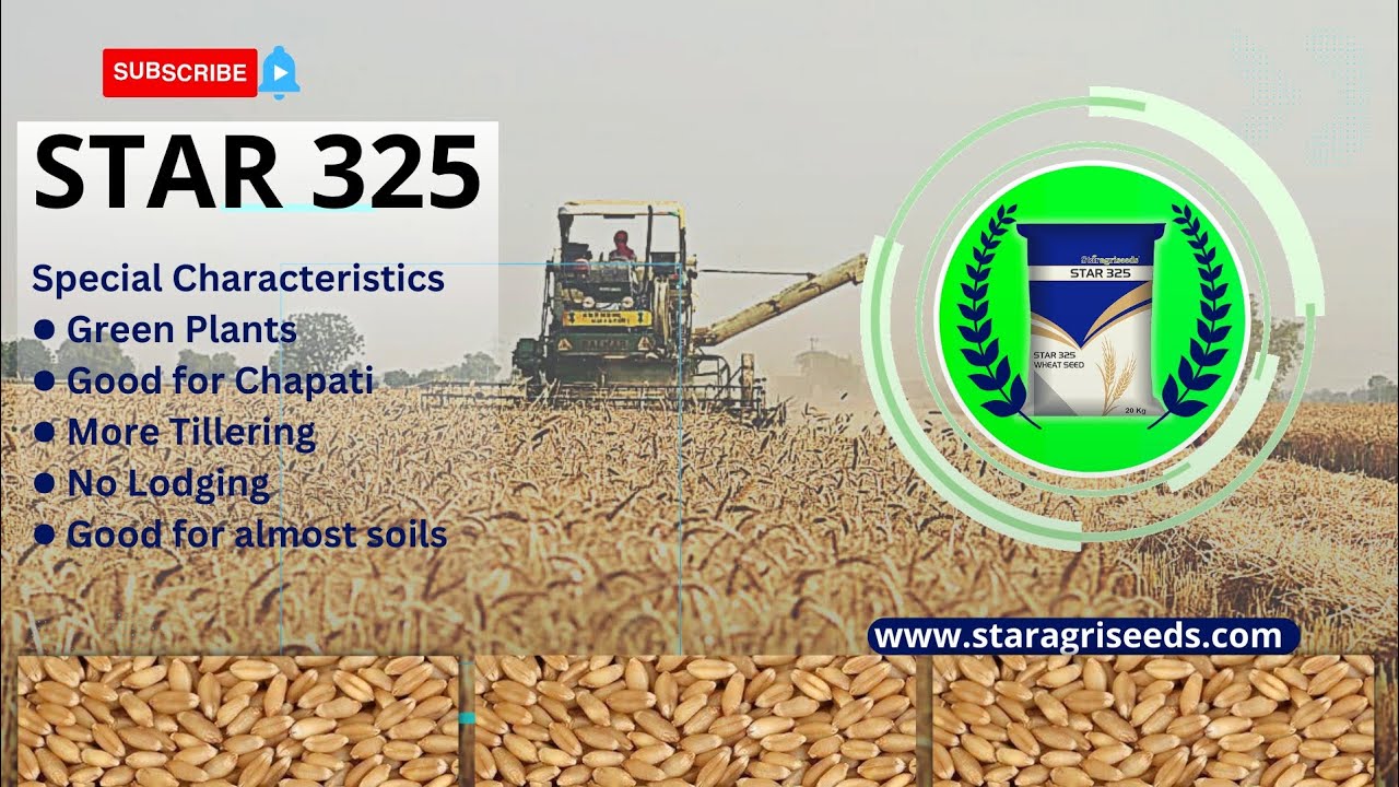 ਰਿਸਰਚ ਕਣਕ Star 325 Research High Yield wheat variety By Star agriseed