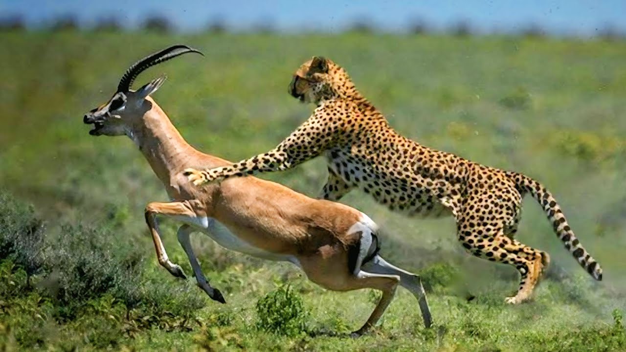 WILD Jungle Animals Caught on 4K Camera!