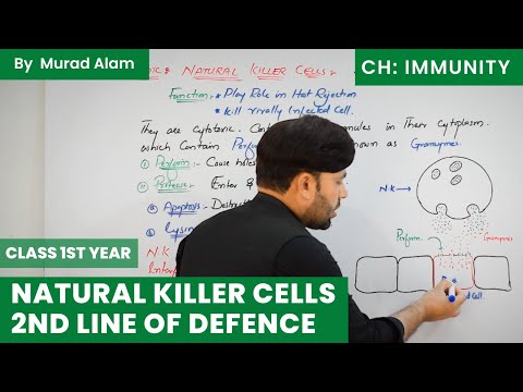NK Cell (Natural Killer Cell) 2nd line of defence. Biology 1st year in Urdu/Hindi l Ch: Immunity