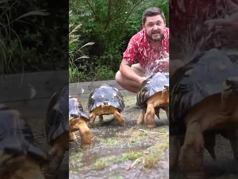 Tortoises React to Rain! #shorts