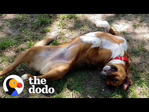"Unadoptable" Dog Spent 800 Days in Shelters | The Dodo