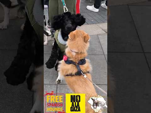 Free Spanish Hounds: Be My Friend, oh, Don't bother...