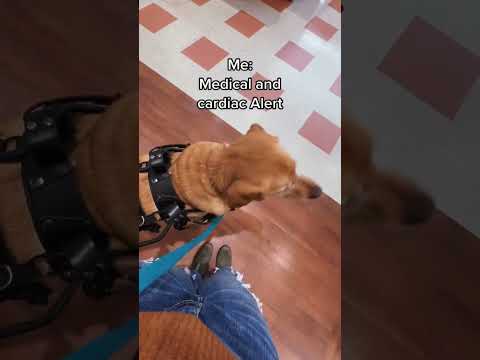 What is Jake the service dog for?? #servicedog #dog #fyp #shorts #ytshorts #disability #dogs