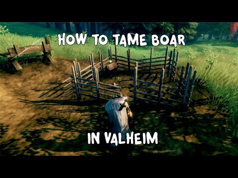 How to tame a boar ( or any other animal) in Valheim? Here is the answer!