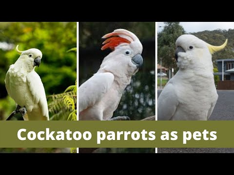Cockatoo parrot || Cockatoo parrots as pets || 10 Top Pet Cockatoo Species || cockatoo parrot funny