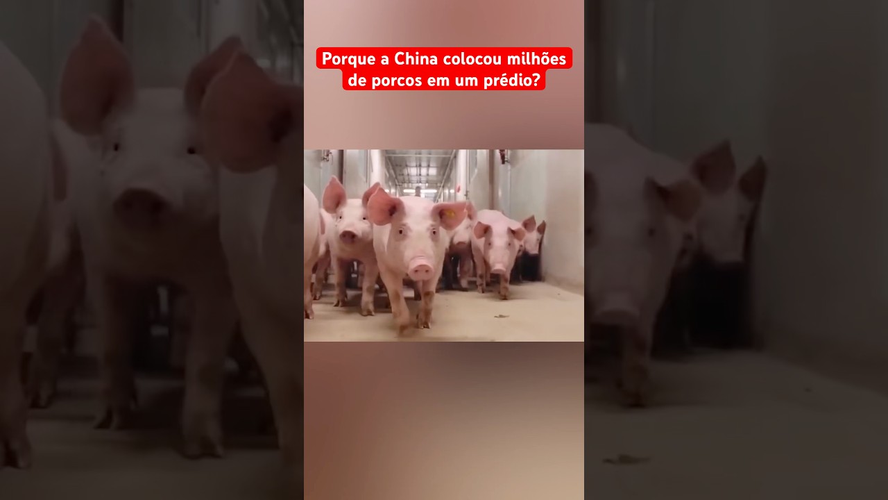 Porque A China Colocou Milhões De Porcos Em Um Prédio? - Agromundo.NET