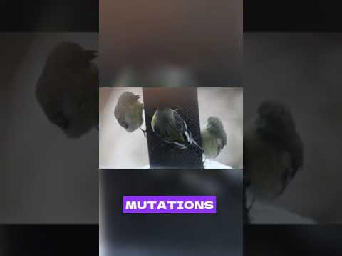 The Galapagos Finches Nature's Evolving Masterclass #Mutations, #Evolution, #SurvivalOfTheFittest