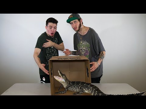 FaZe Banks (Ricky Banks) Wiki