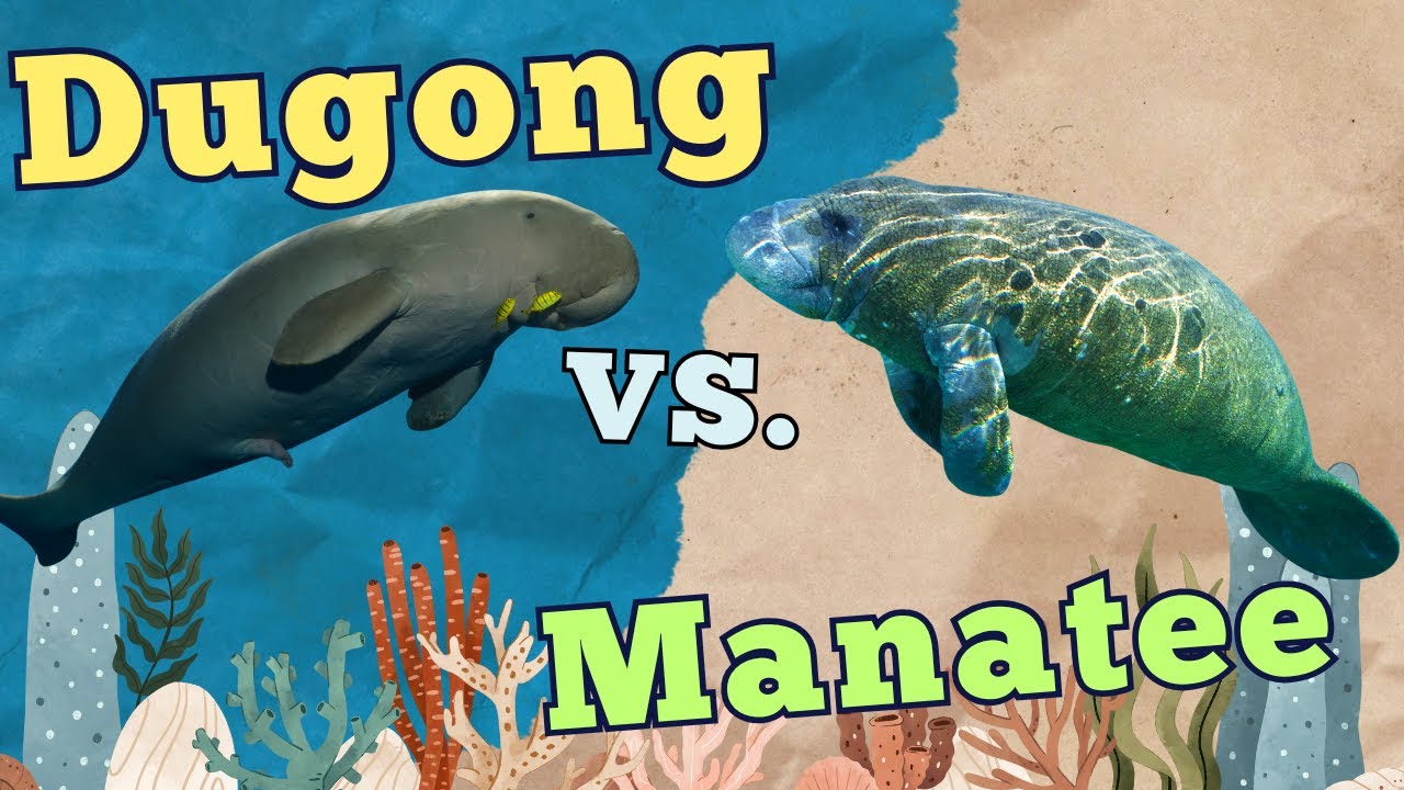 Dugong vs. Manatee: What’s the Difference?