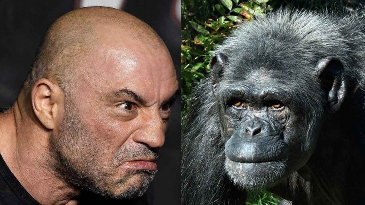 Joe Rogan and Extremely Rare BONDO APES