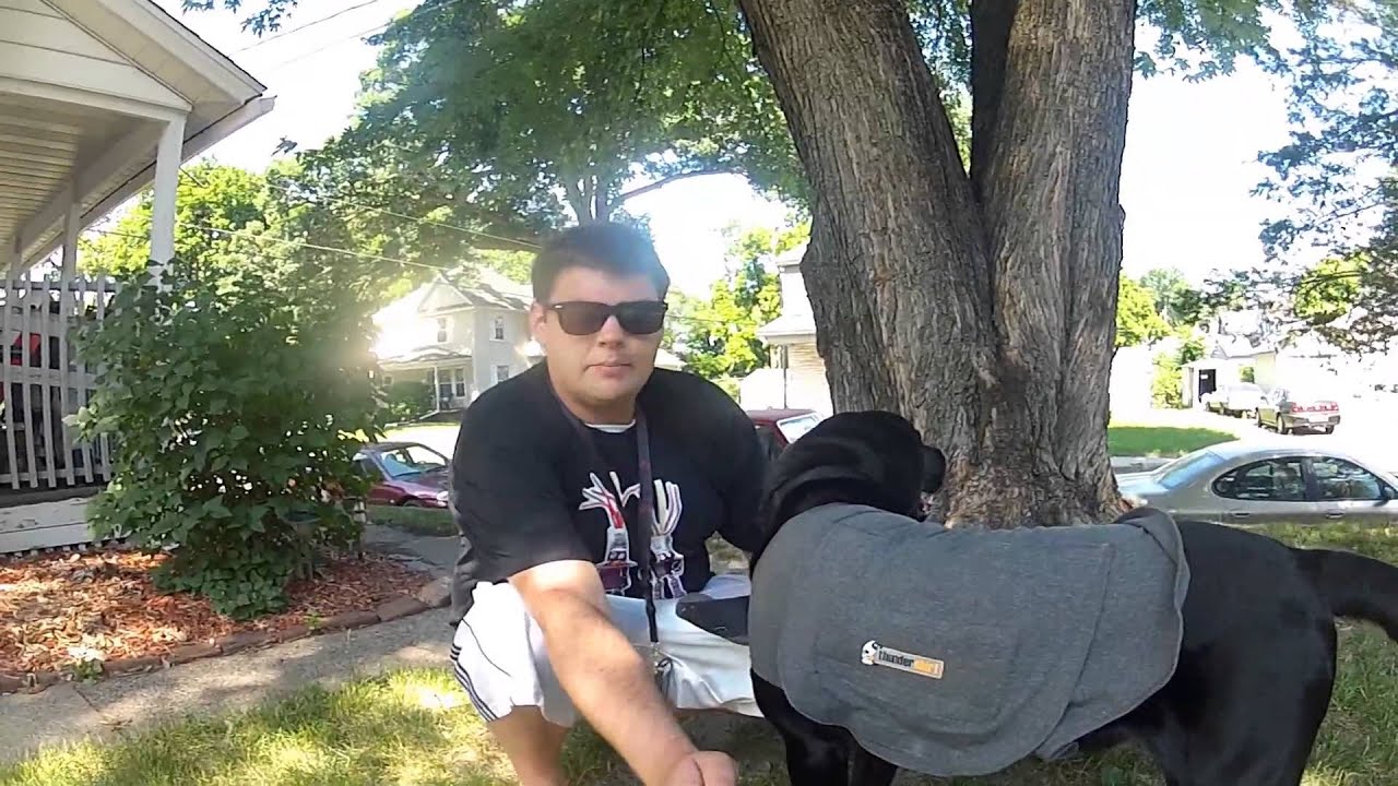 thunder shirt review (black lab)