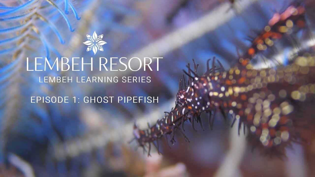 Lembeh Learning Series Episode 1: Ghost Pipefish
