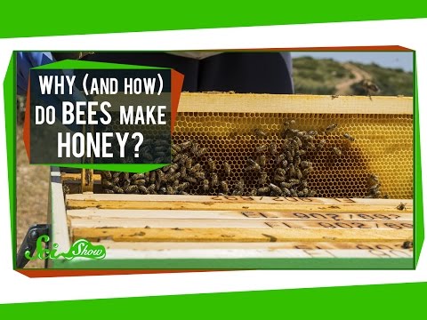 Why (and How) Do Bees Make Honey?