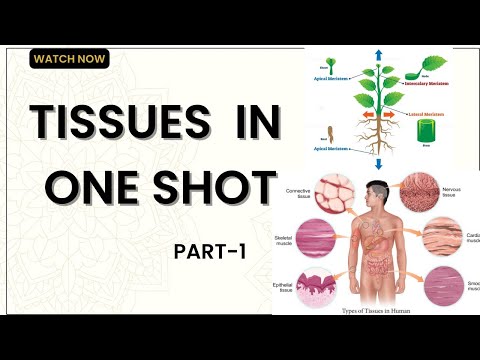 Tissues in one shot #Plant tissue #animal tissue for Class 9 & 11 and Different Competitive Exam