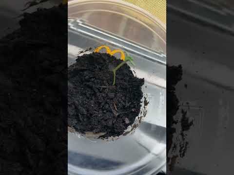 Mystery seeds #marijuanagrowers #marijuanachannel