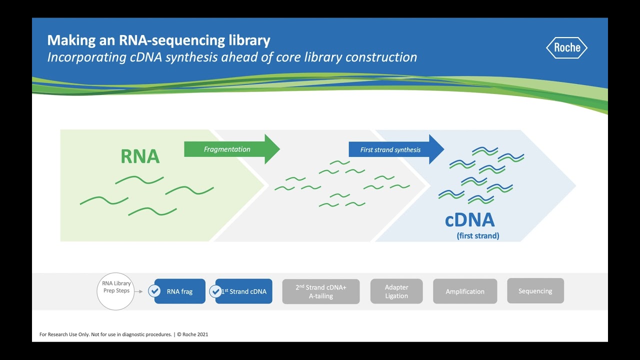 Ask a Scientist: How does RNA Sequencing Work?