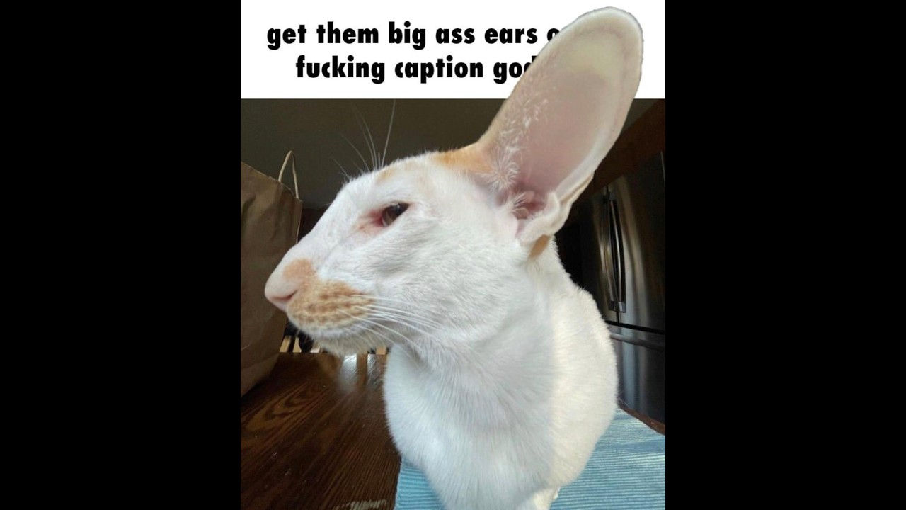 Get them big ass ears- #memes #catmemes #cat