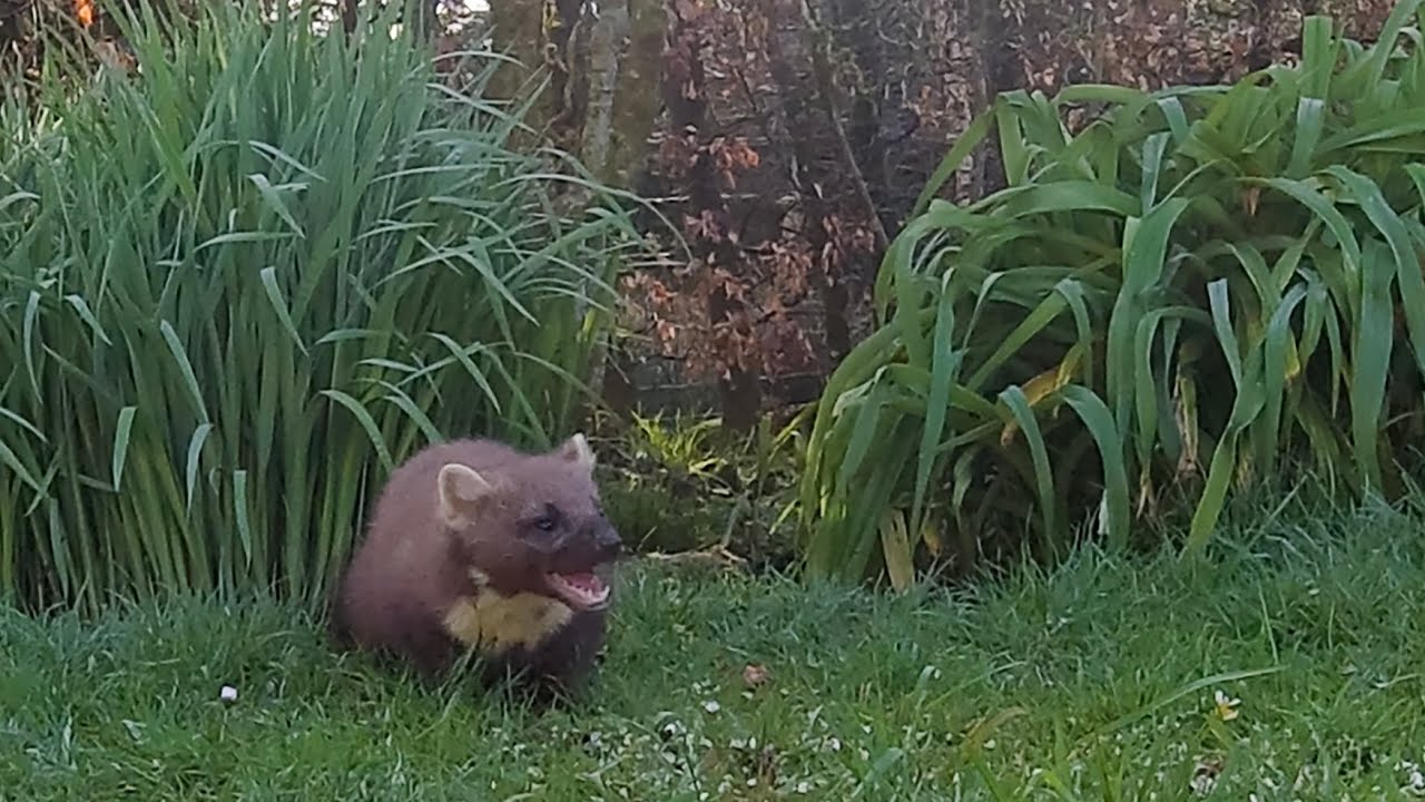 Pine Marten - Our Garden Visitors